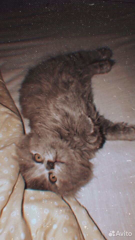 Продам котят