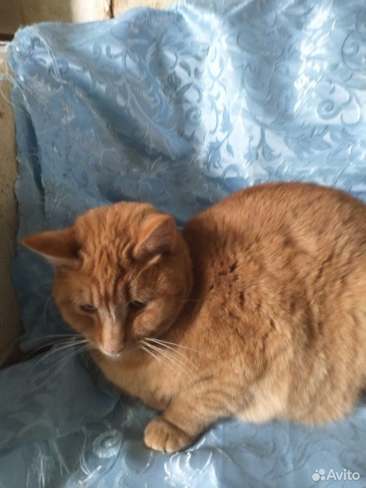 Кошка