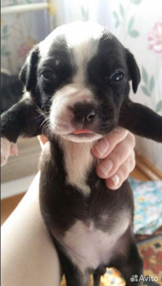 Девочки амстафы