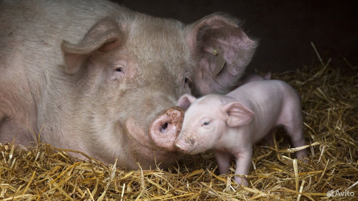 Продам хряка