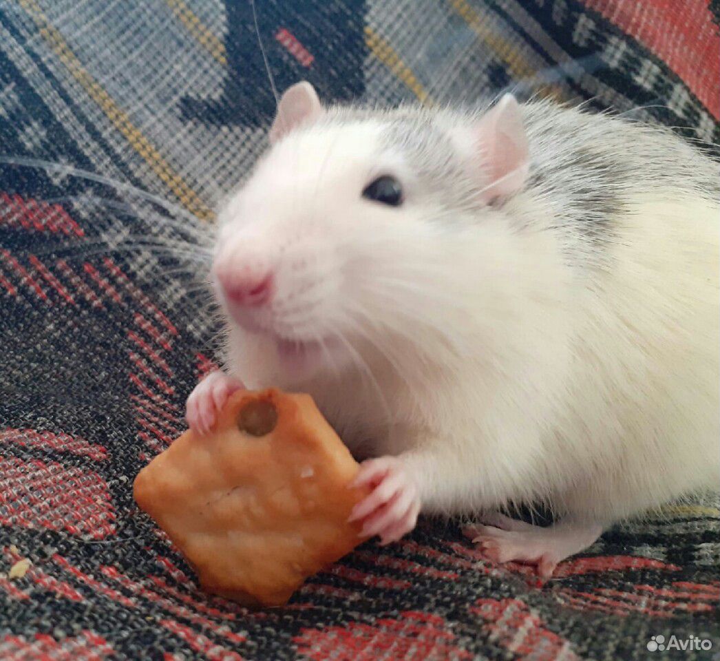 Отдам в хорошие руки 2х милых крыс