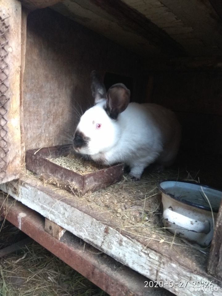 Крол Калифорния на случку