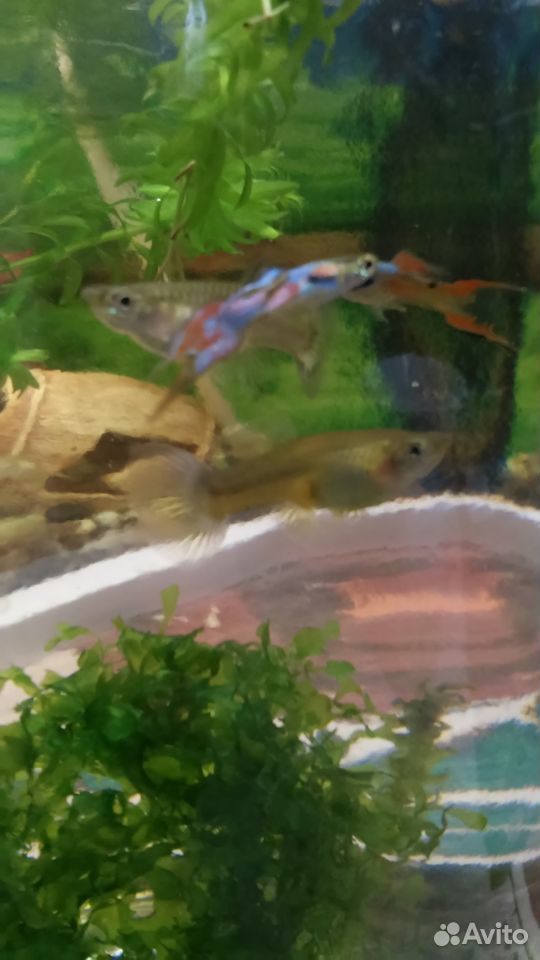 Рыбки Гуппи Меченосцы Моллинезии