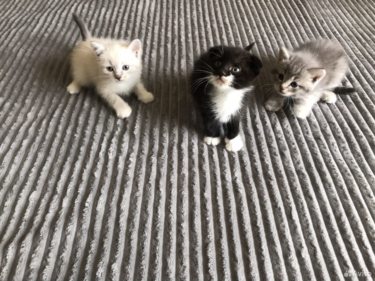 Котята
