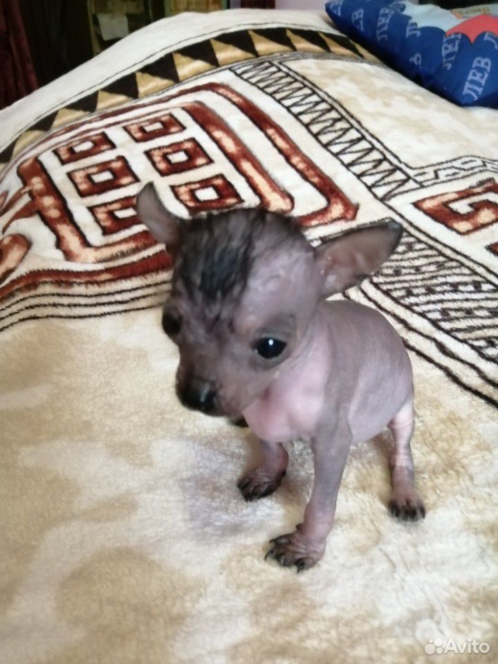 Мексиканская голая