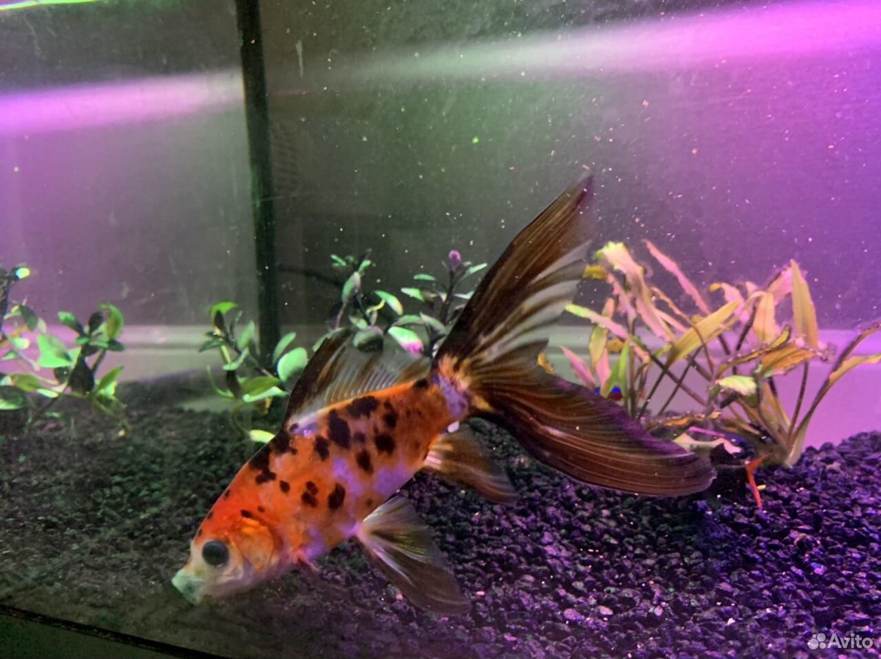 Золотая рыбка Шубункин