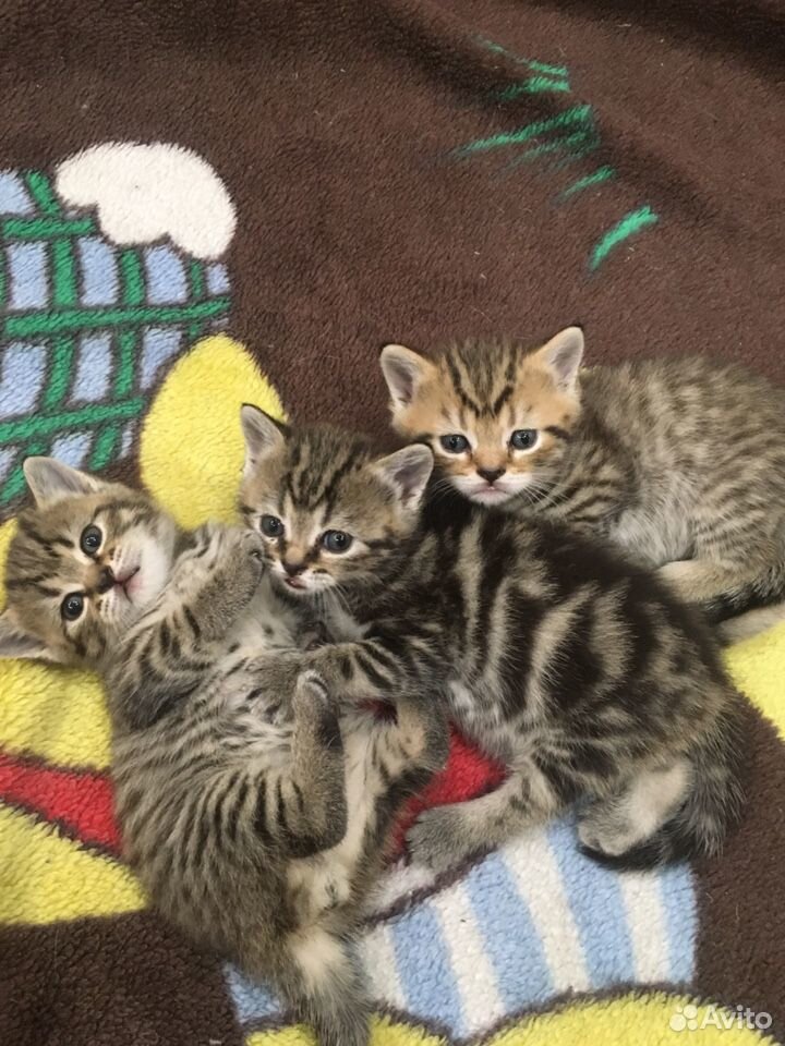 Котята