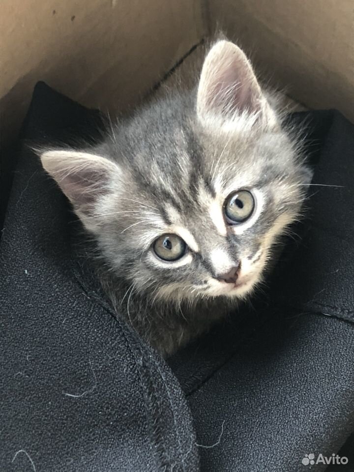 Кошка