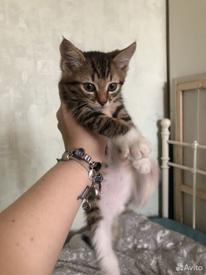 Отдам котенка Пепси
