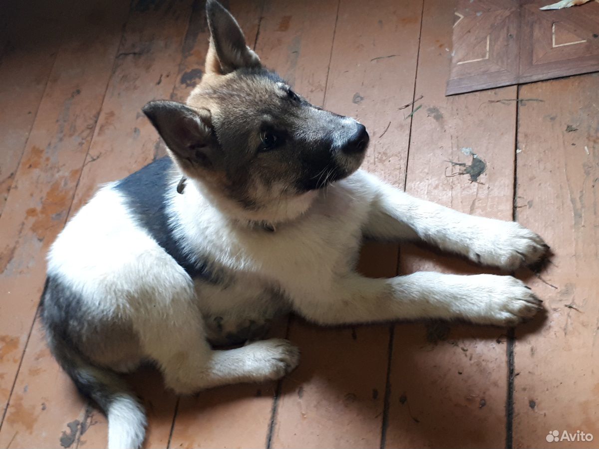 Щенок ищет хозяина