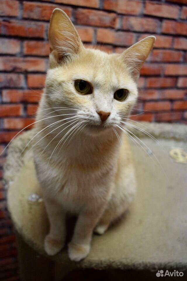 Кошка Санни девочка 1 годик