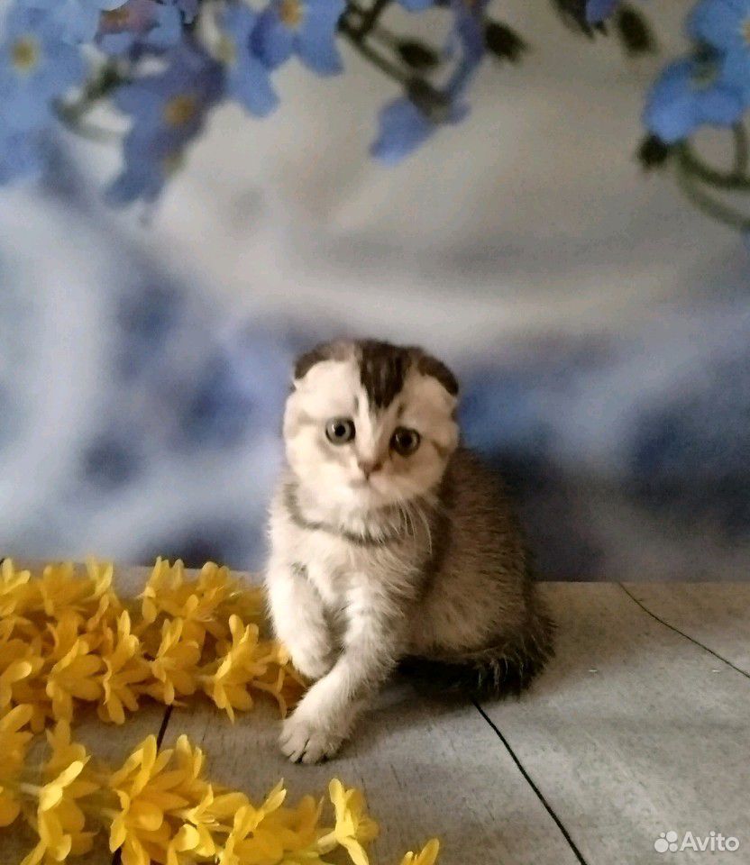 Шотландские котята