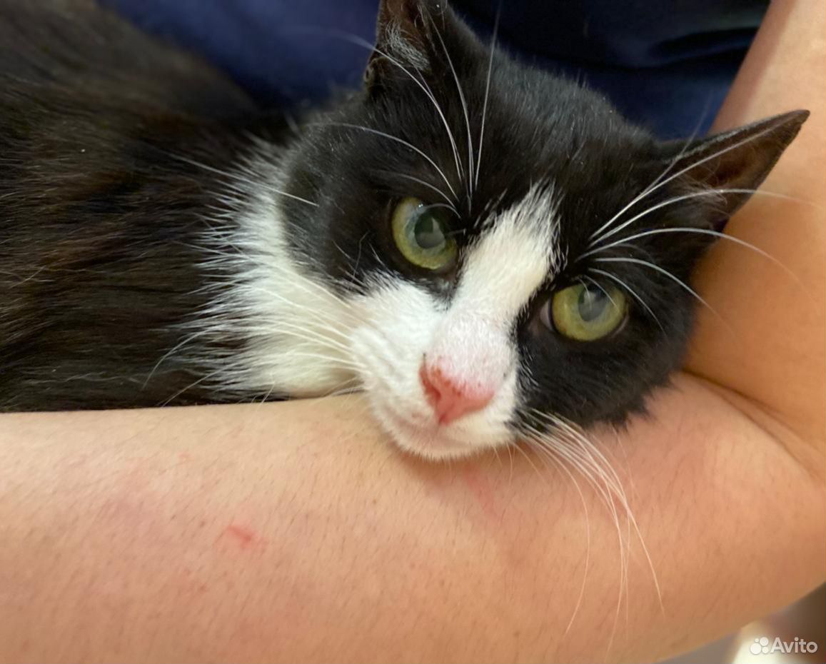 Ласковая кошечка ищет дом