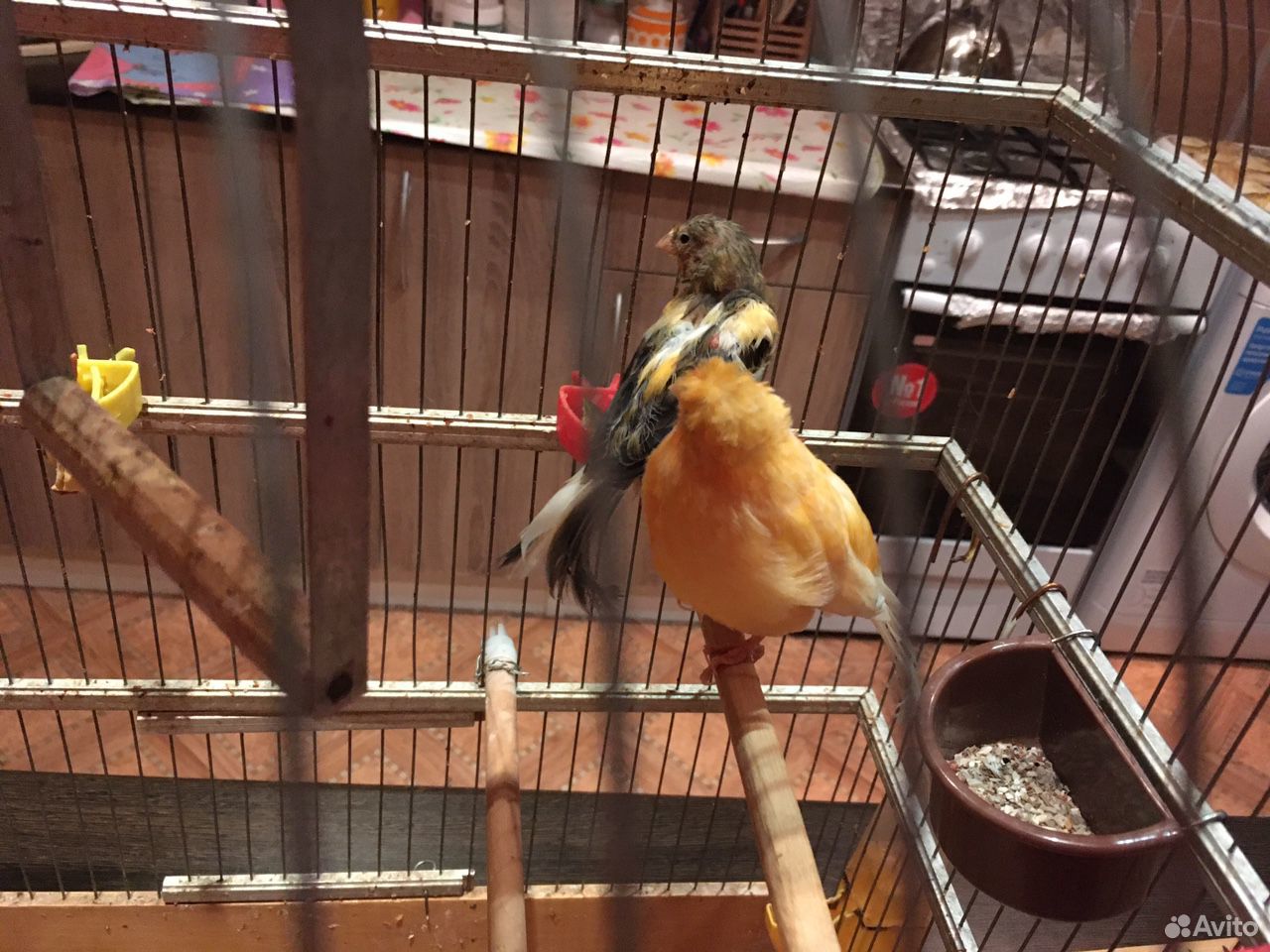 Пара канареек