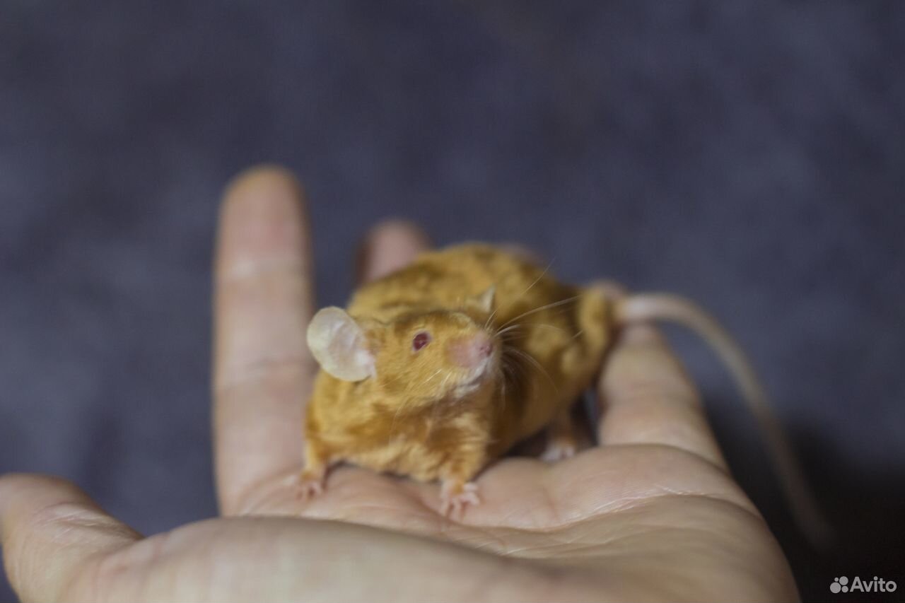 Мышка декоративная