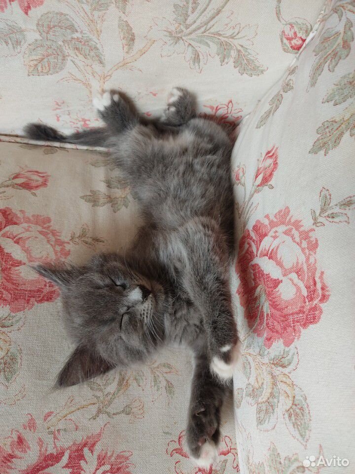 Кошечка, 2мес