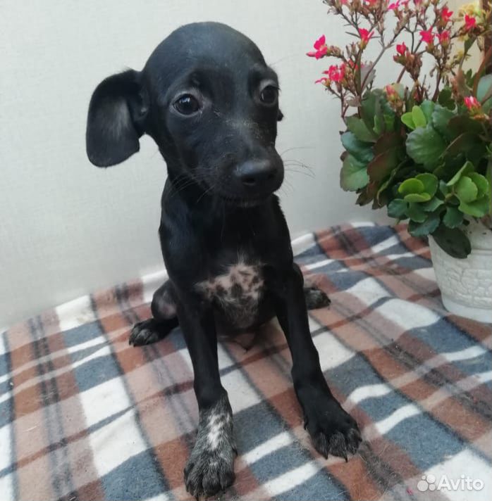 Бари ищет дом