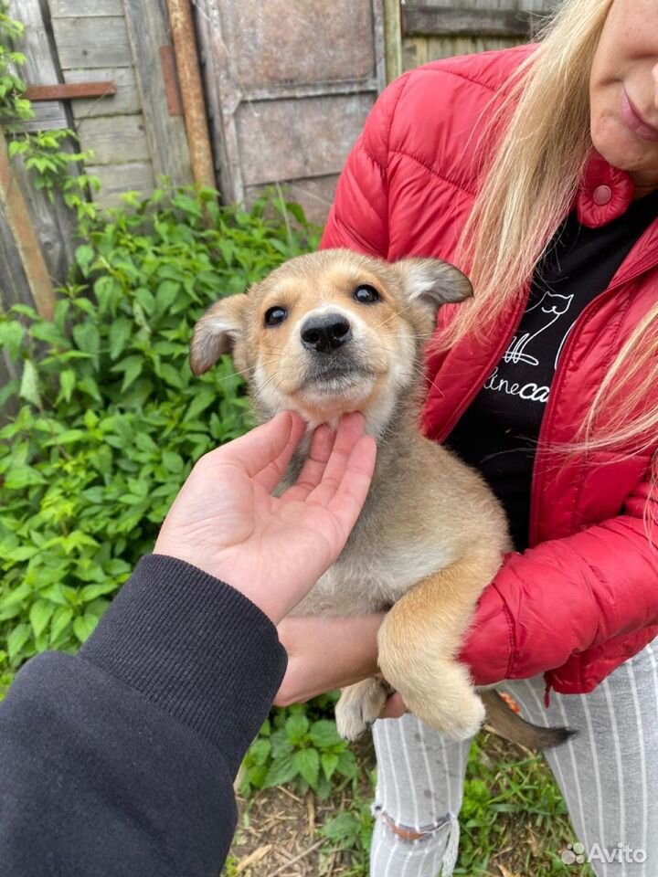 Щенок девочка Шелли 3 мес ищет дом