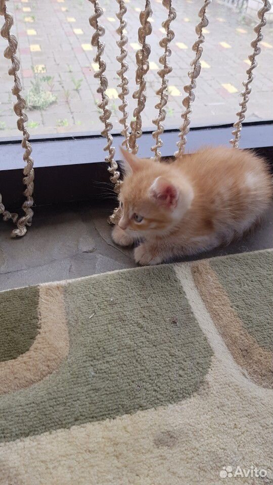 Мальчик 1мес