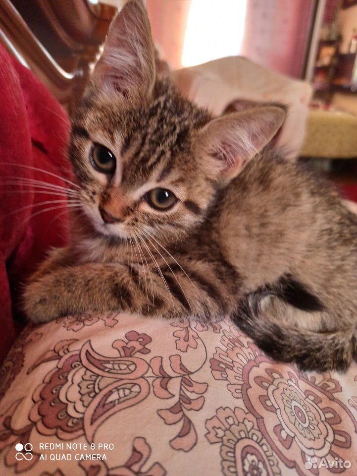 Кошка