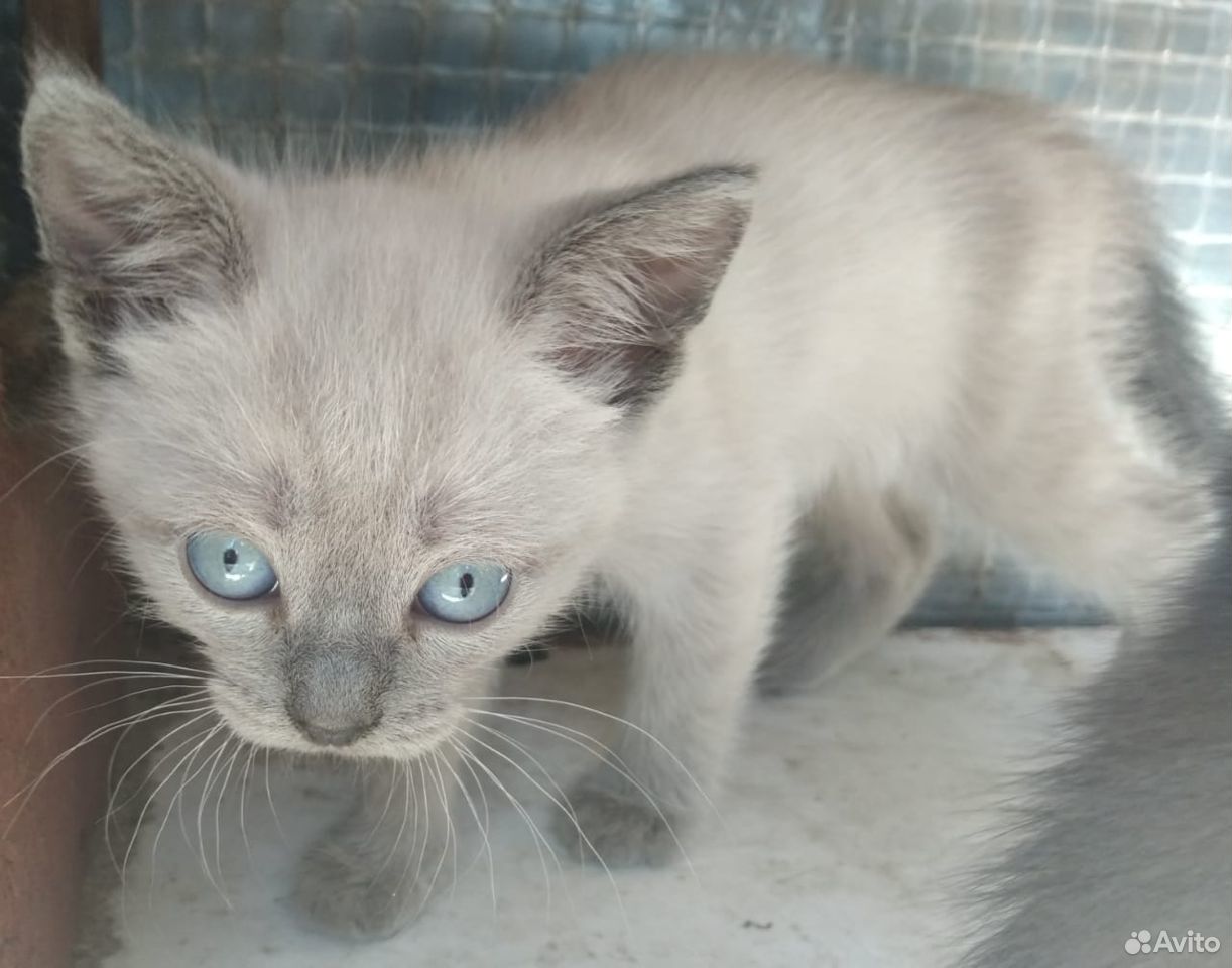 Котята от Сиамской кошки - крысолова