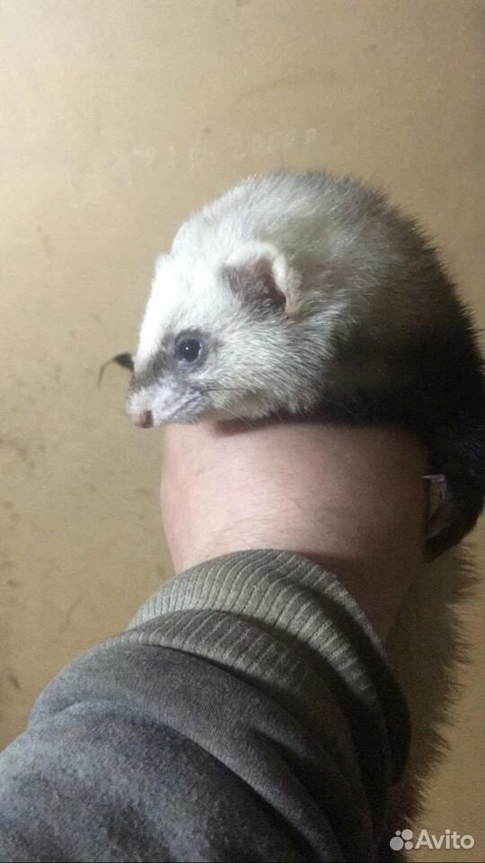 Отдадим хорька в добрые руки