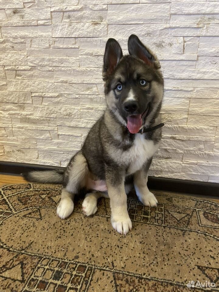 Щенок хаски