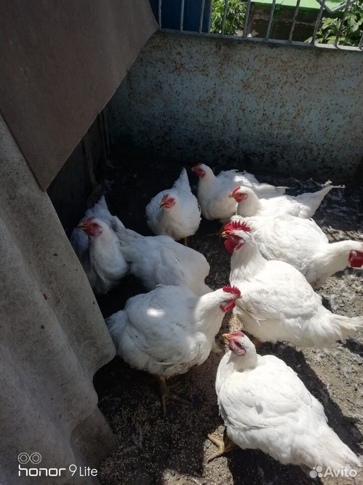 Куры бройлеры