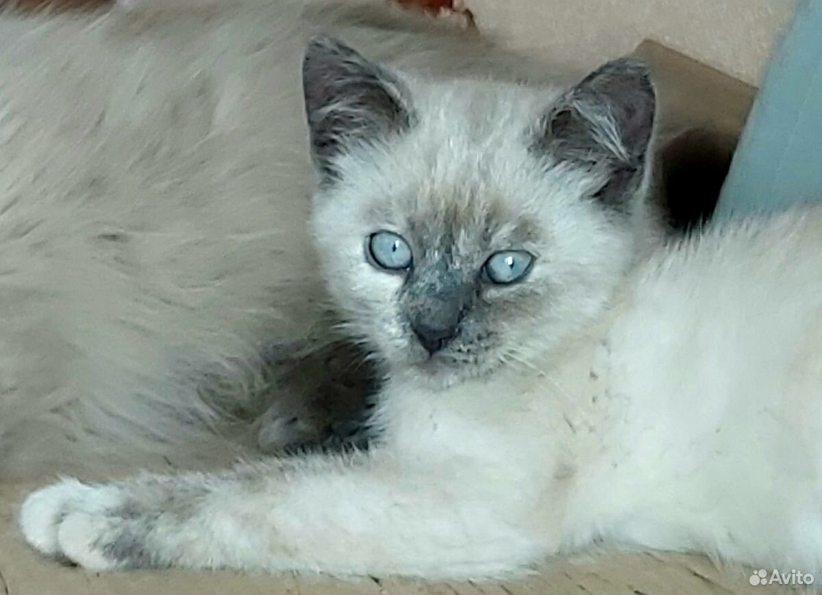 Метис Невской маскарадной и Тайской