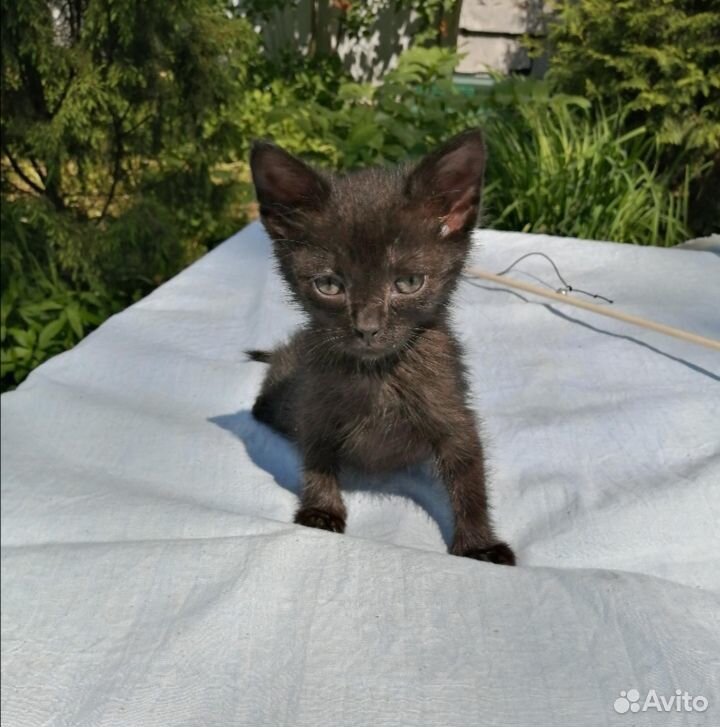 Замечательный чёрный котёнок в добрые руки