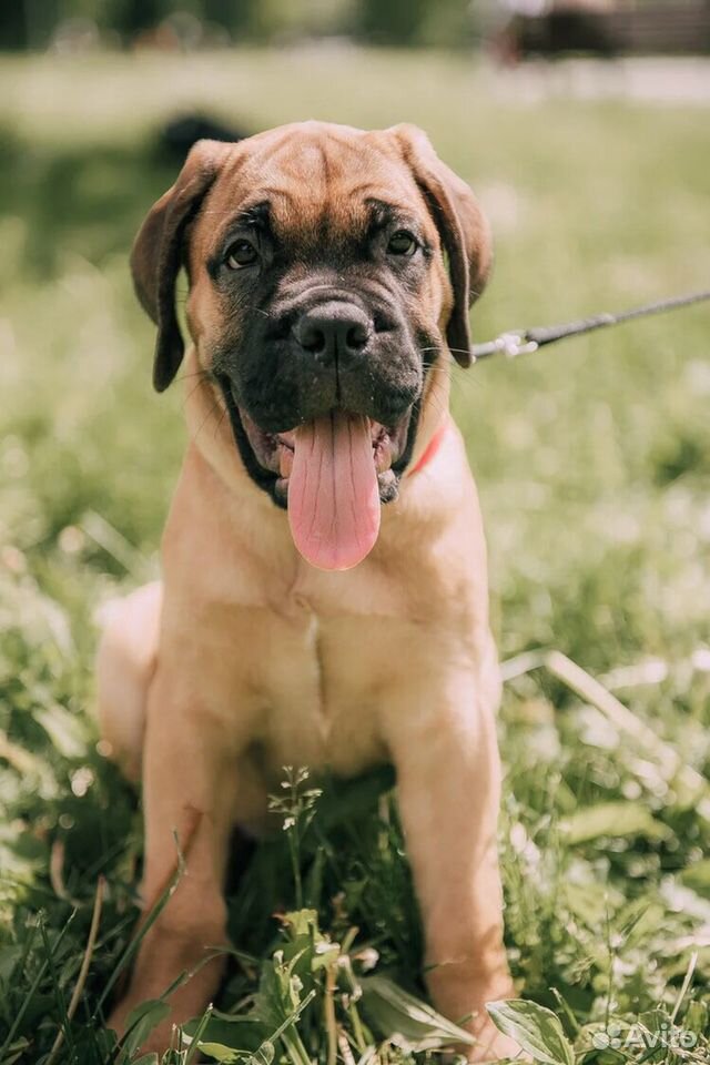 Рыжая девочка бульмастифа