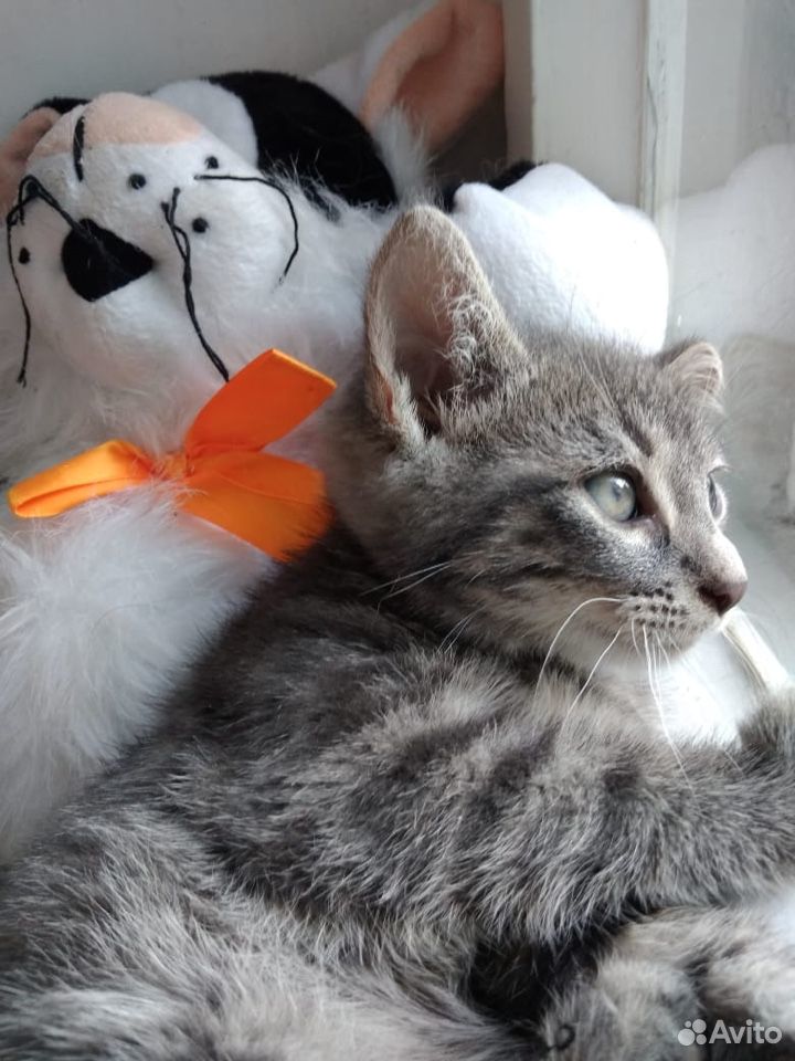 В добрые руки