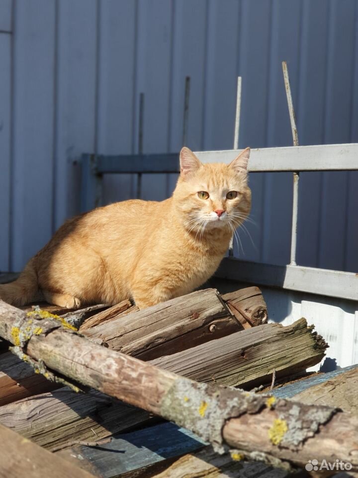 Рыжий британский кот