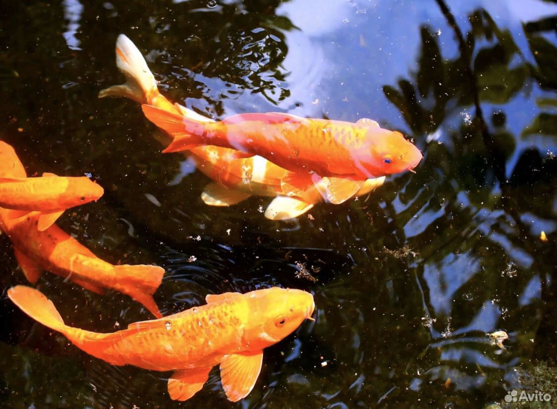 Карпы кои, Караси