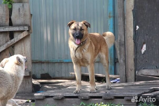 Пес охранник Рекс