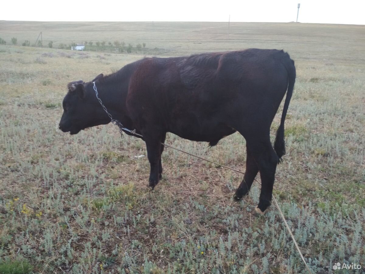 Продам бычка