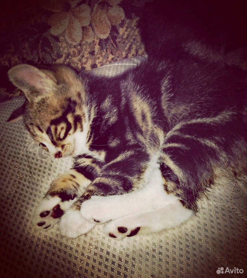 Курильский бобтеил. Кошечка