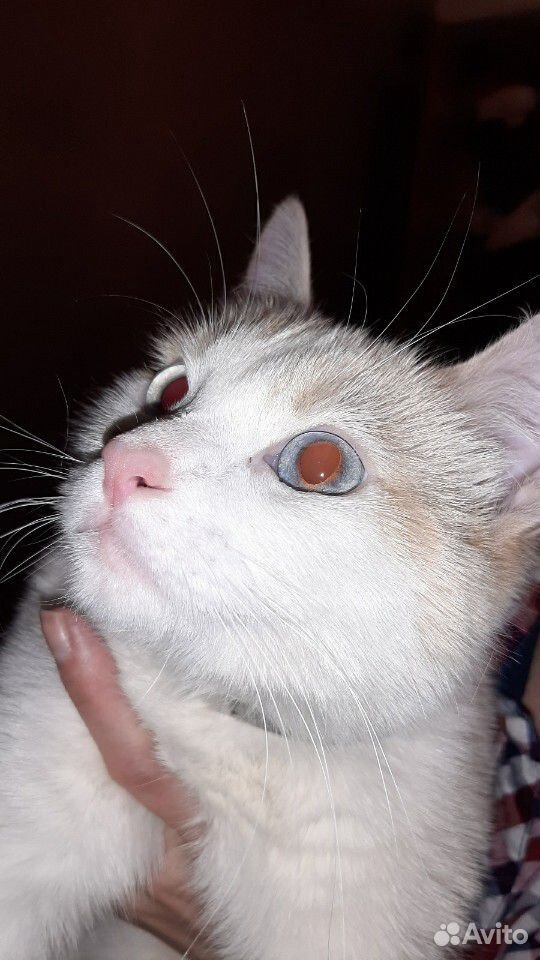 Кошка Голубоглазая Подросток