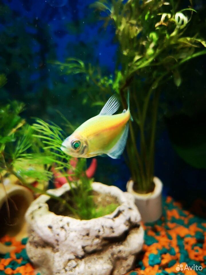 Рыба Тернеция