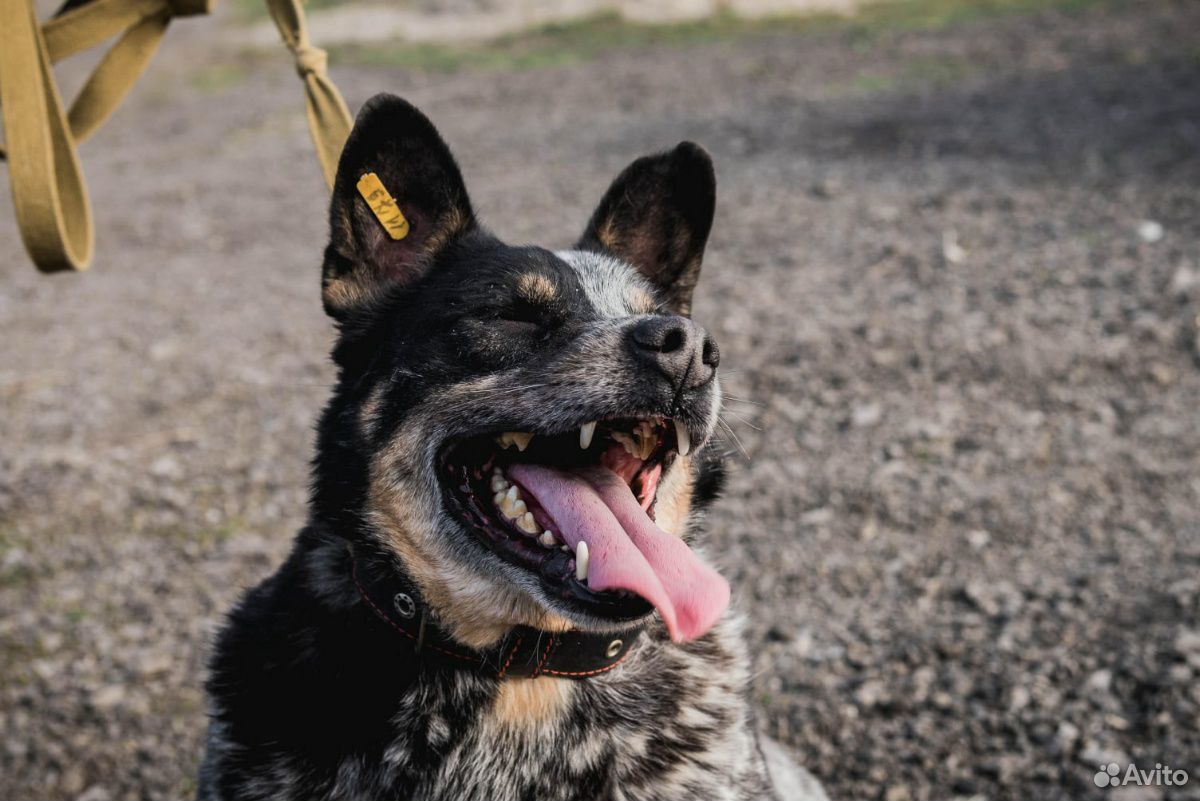 Батон из приюта ищет дом