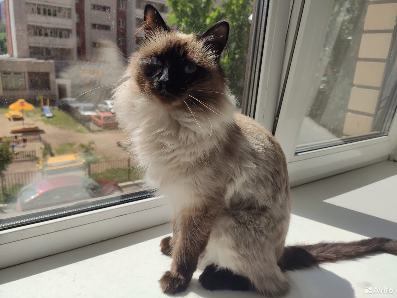 Отдам сиамскую кошку в добрые руки