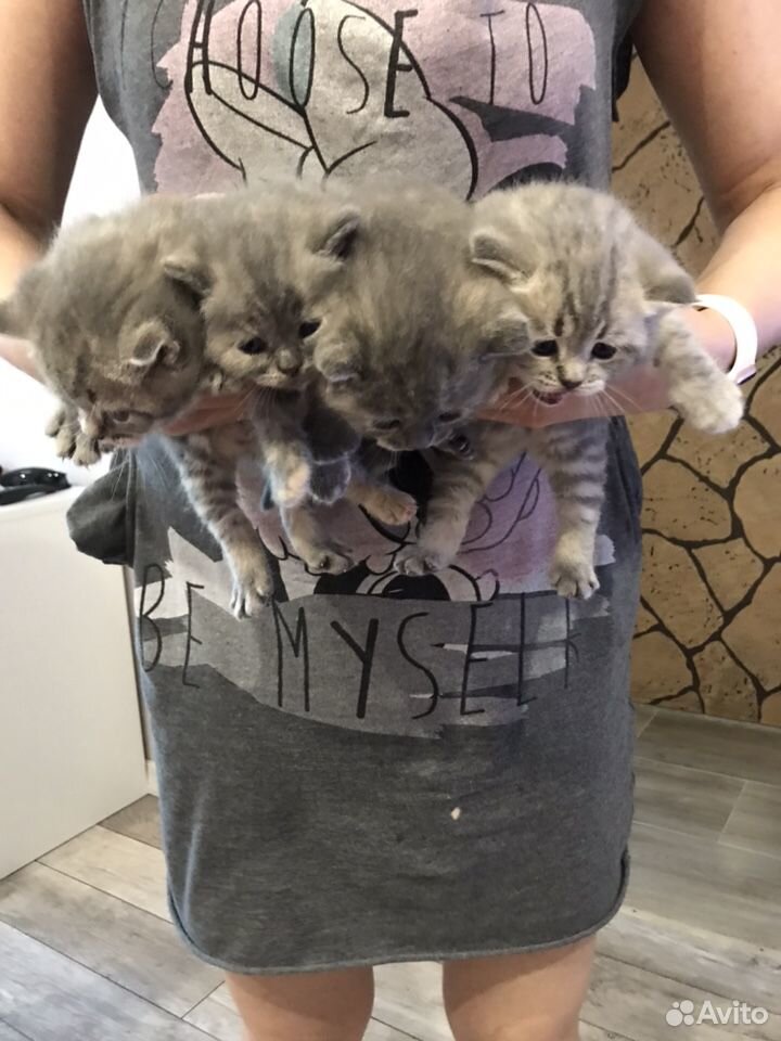 Шотландские котята