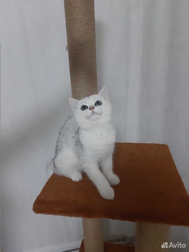 Котёнок