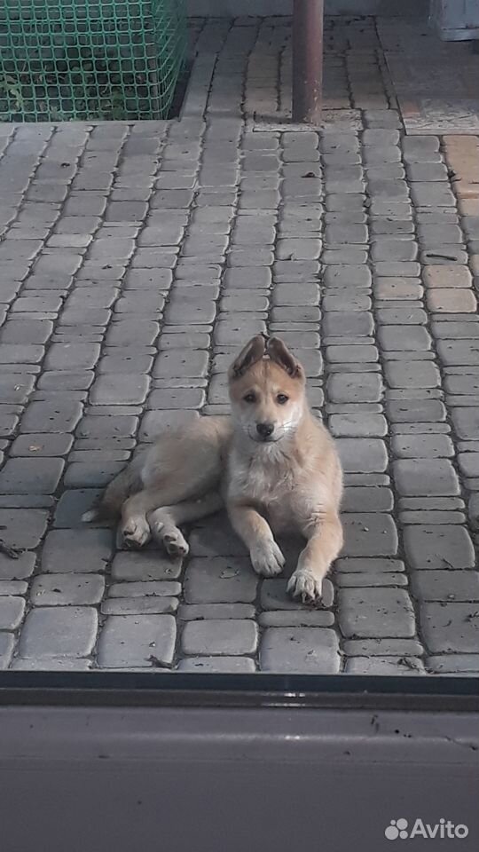 Пристроим в хорошие руки