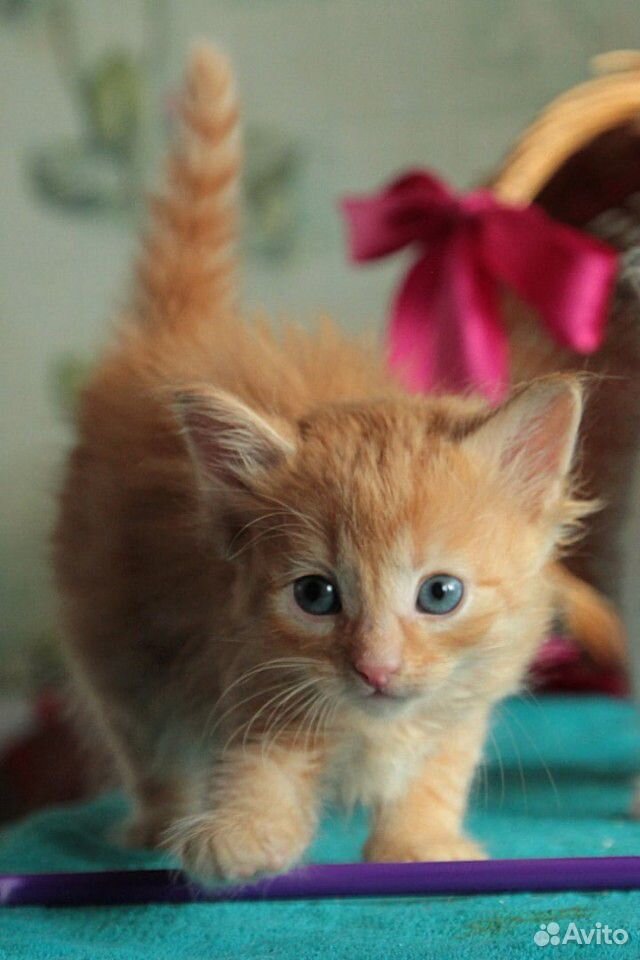 Котенок 1.5 мес