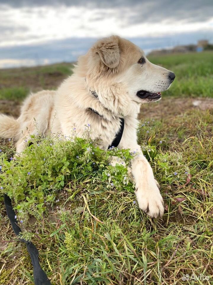 Маремма абруцкая овчарка бракованный цвет