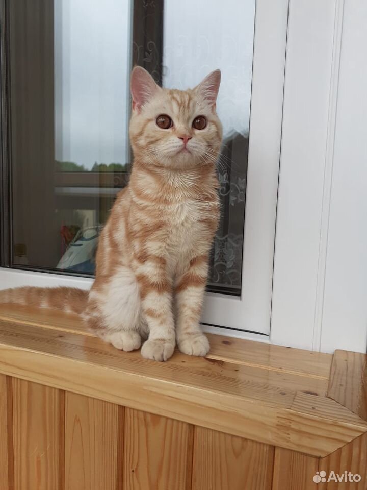 Кот скоттиш страйт