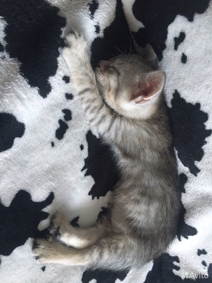 Кошечка в хорошие руки