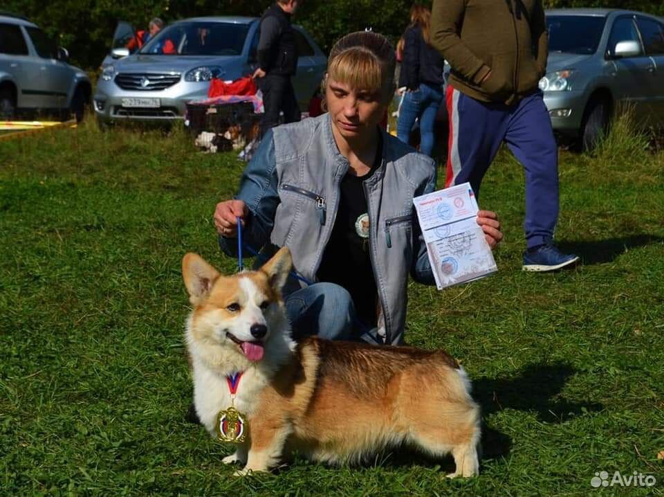 Вельш корги пемброк. Щенятки
