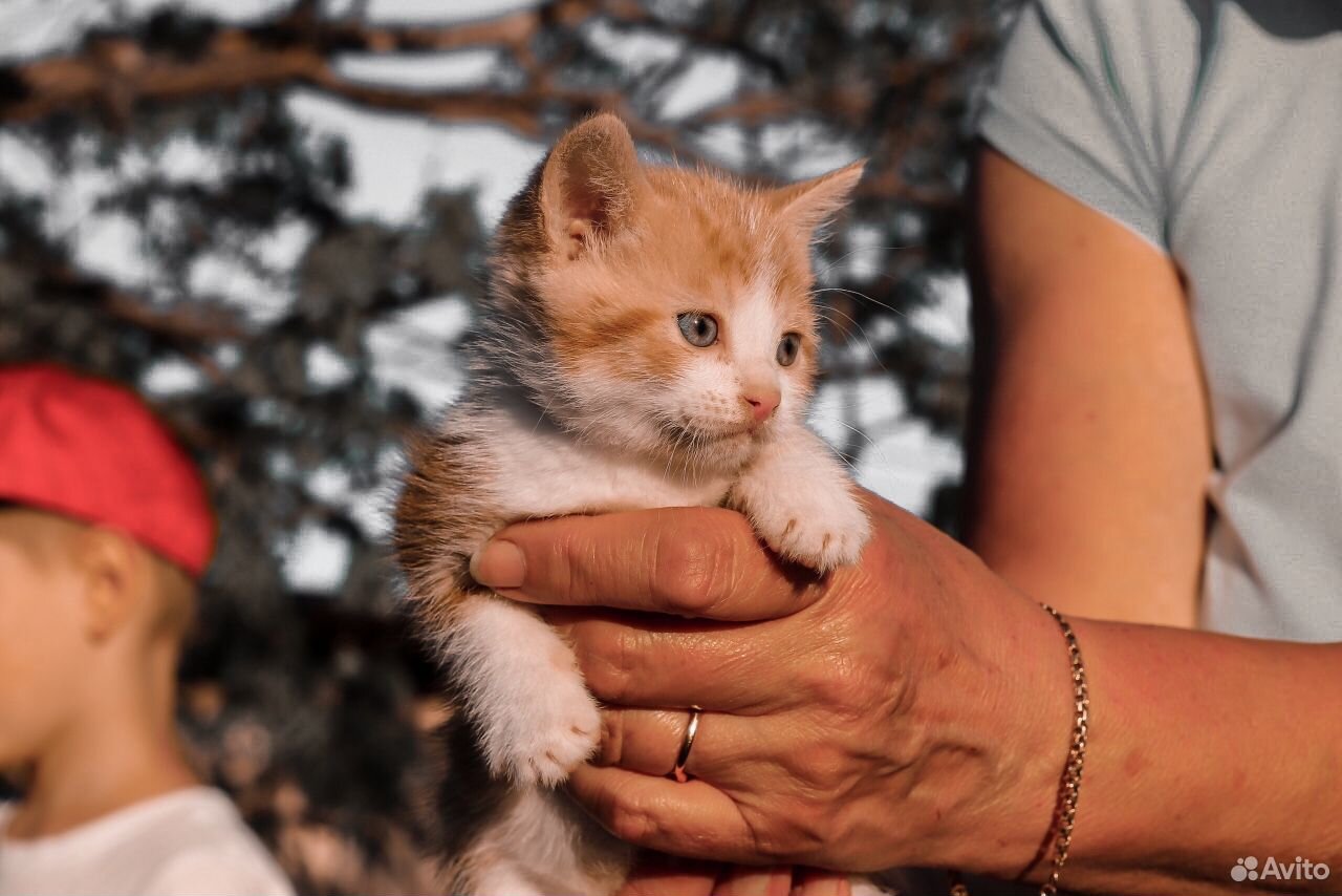 Котята с приданным)